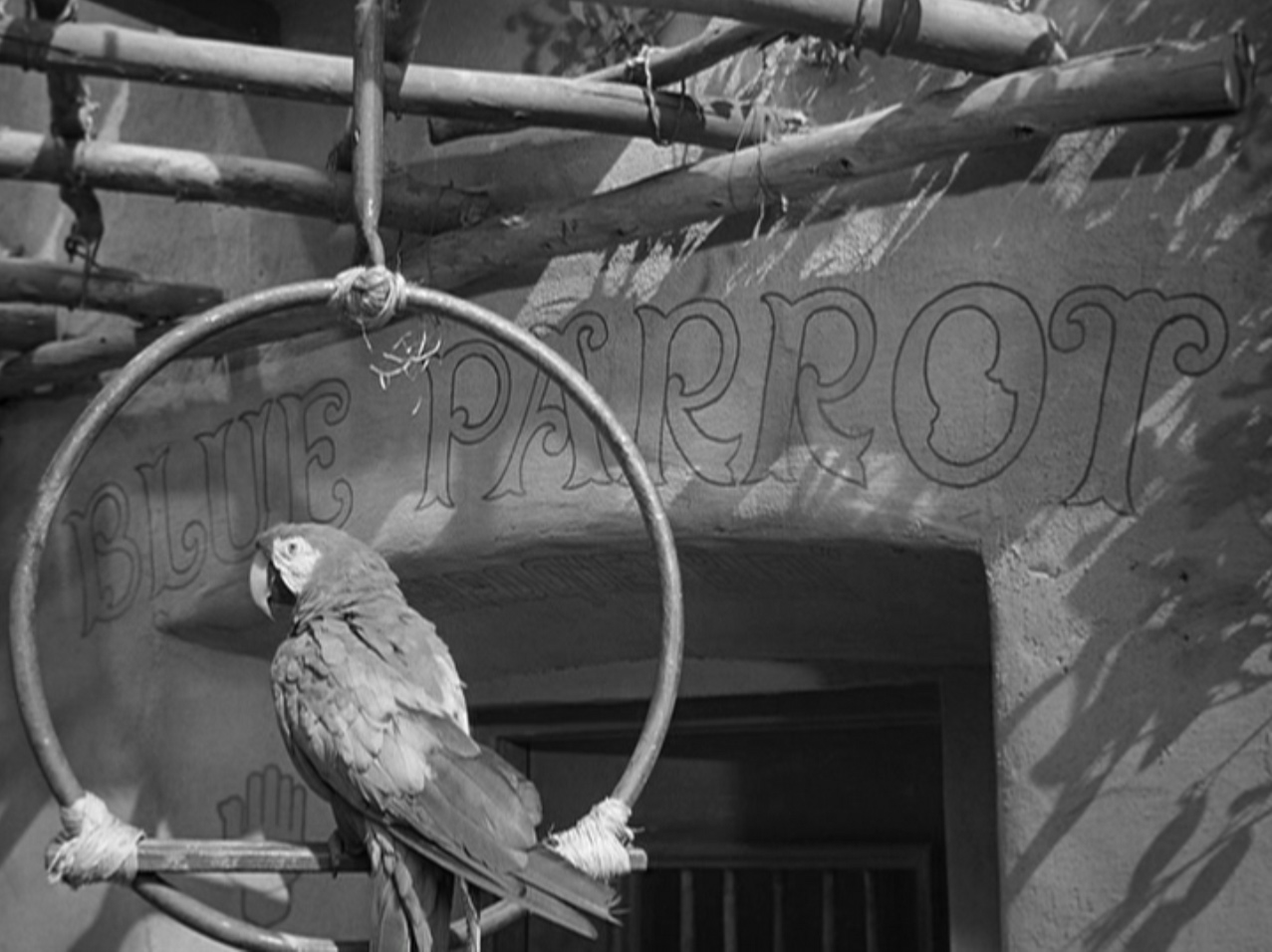 Looking back, looking forward – The Blue Parrot